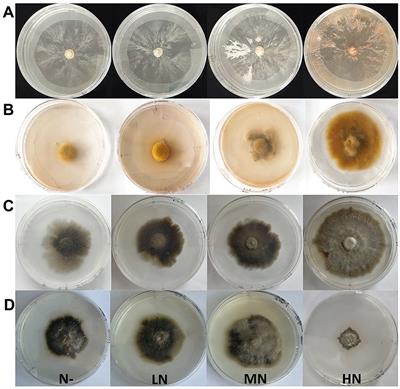 Frontiers | Effects of nitrogen addition and root fungal inoculation on the seedling growth and ...